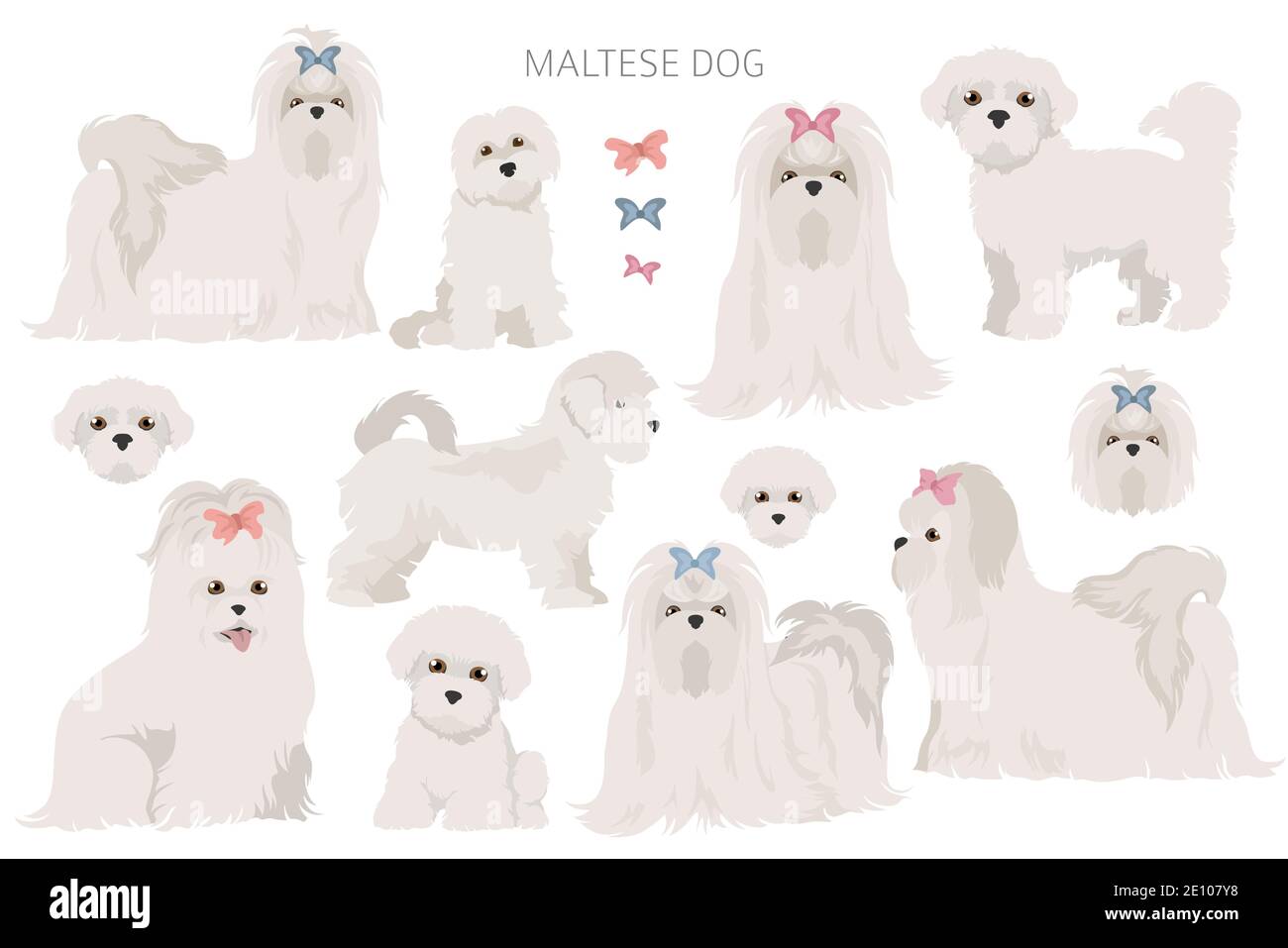 Maltese dogs in different poses. Adult and great dane puppy set. Vector ...