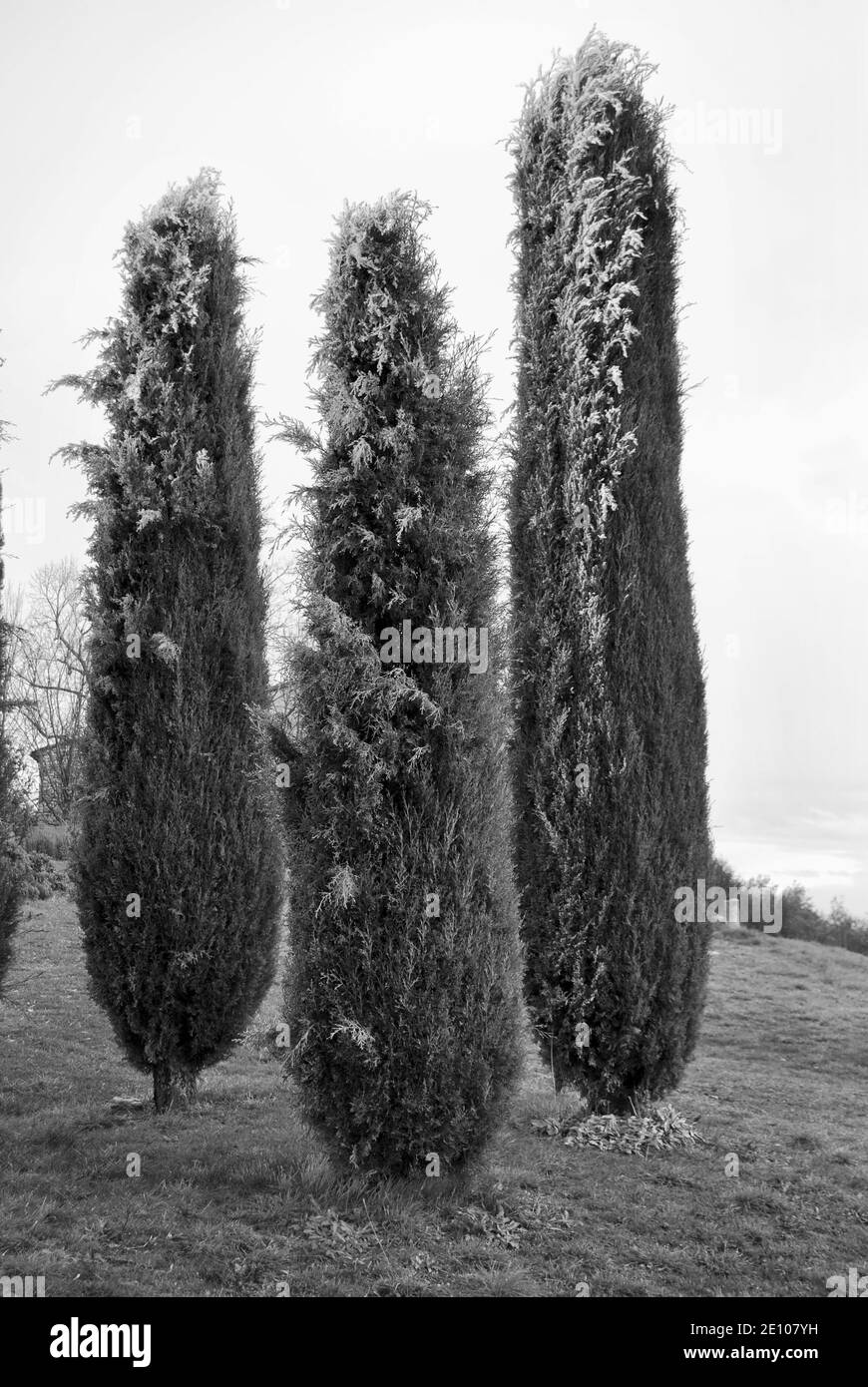 Cypress trees in morning mist hi-res stock photography and images - Alamy