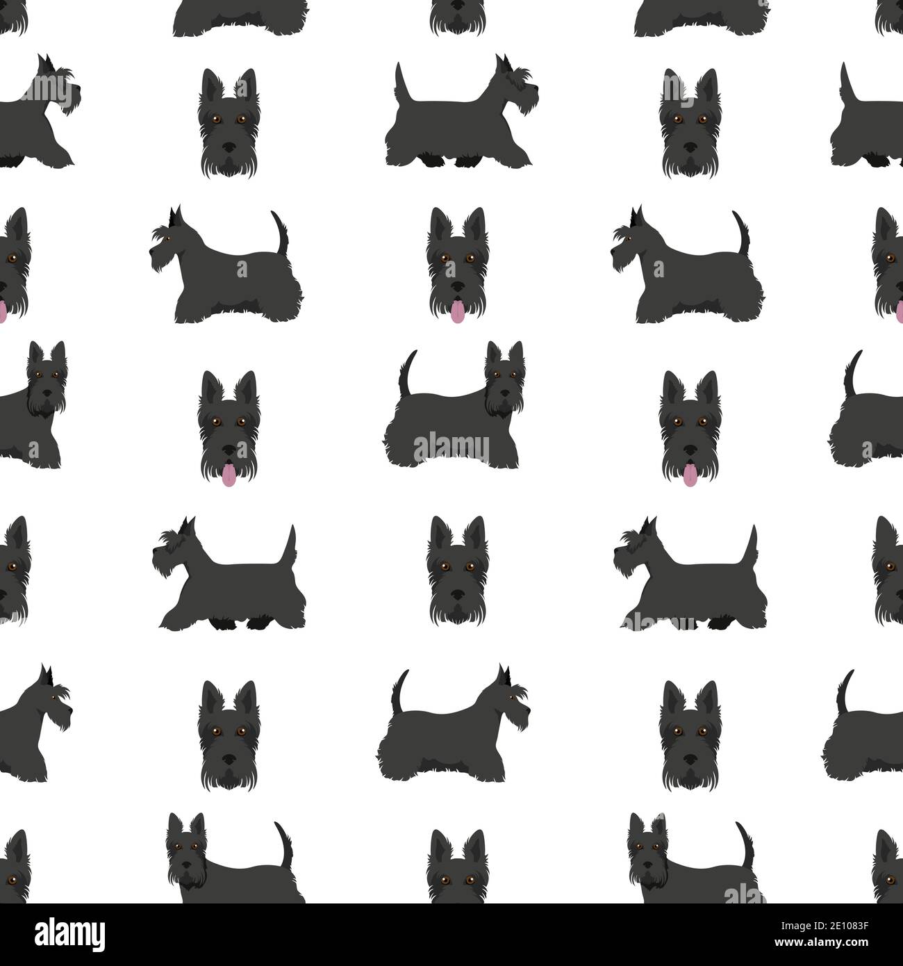 Scottish terrier dogs in different poses and coat colors. Adult and ...