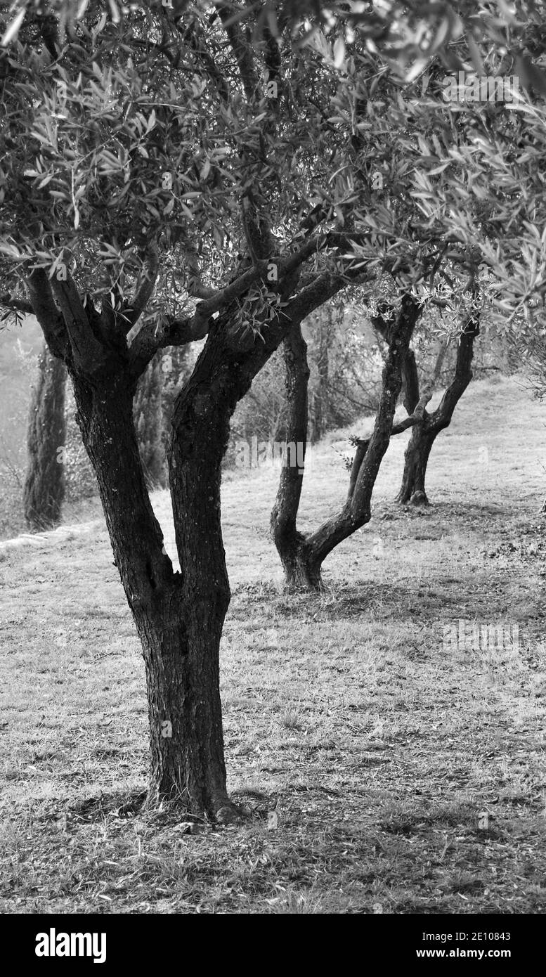Europe european france provence Black and White Stock Photos & Images ...