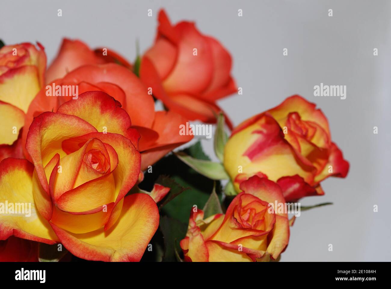 fresh orange yellow roses view details Stock Photo - Alamy