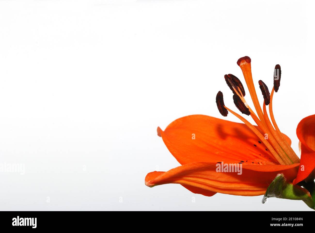 orange flower isolated on white background detailed Stock Photo - Alamy