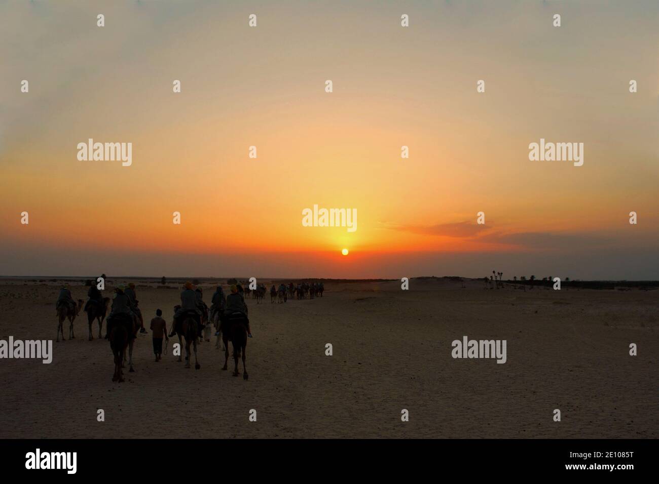 camel riding in the desert at sunset Stock Photo - Alamy