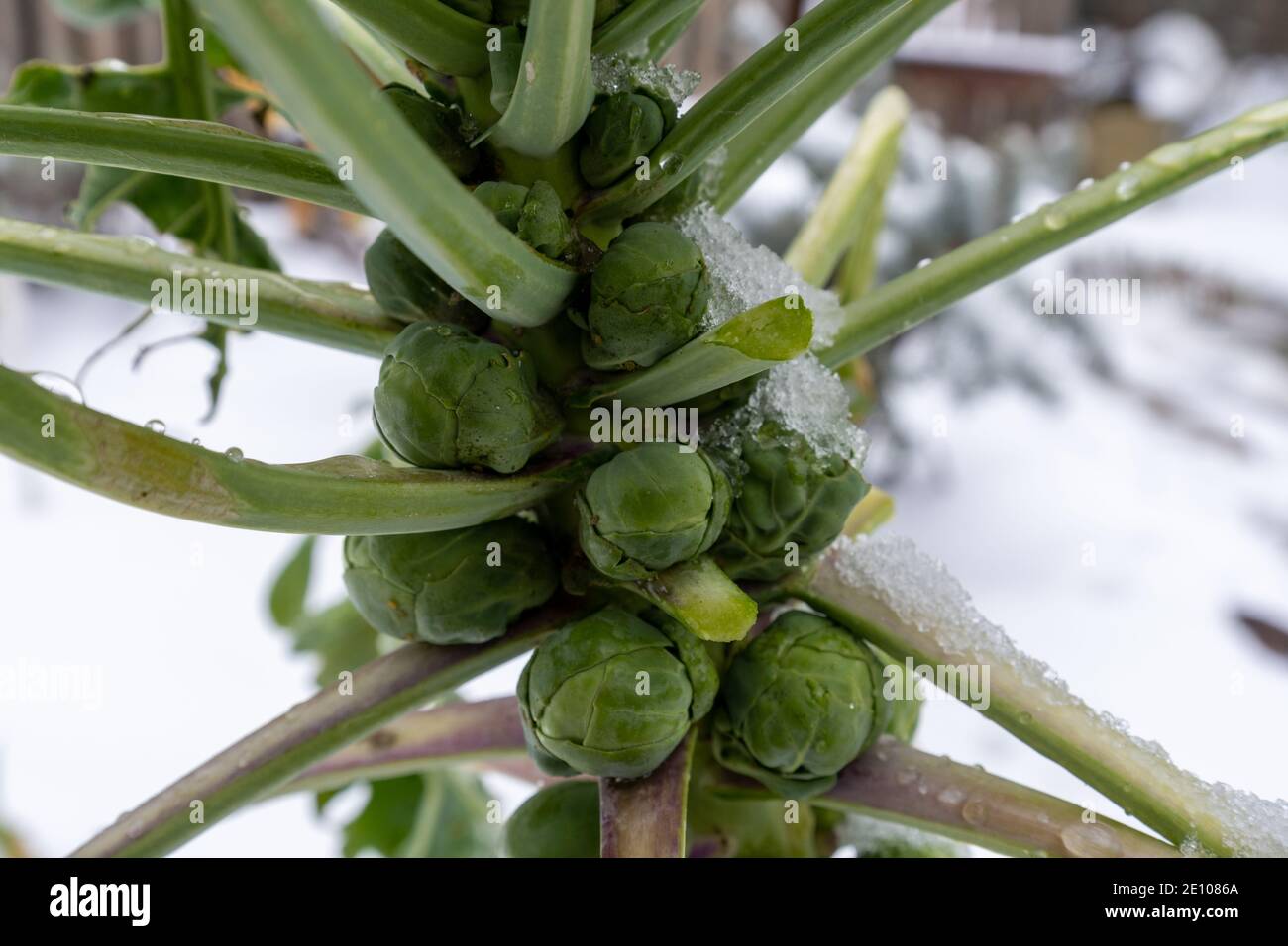 Brussels sprout plant hi-res stock photography and images - Alamy