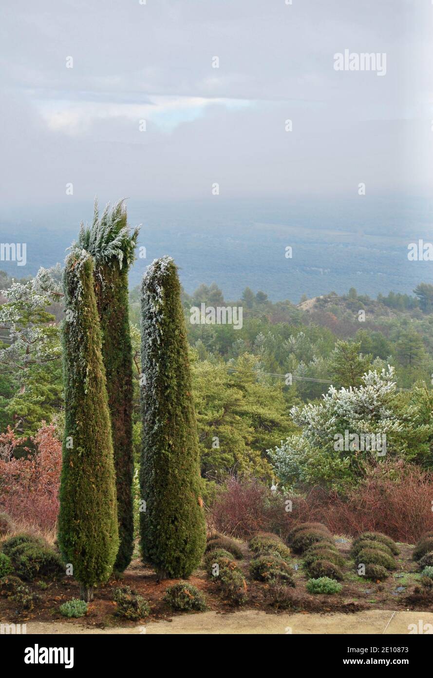 Cypress in frost Stock Photo - Alamy