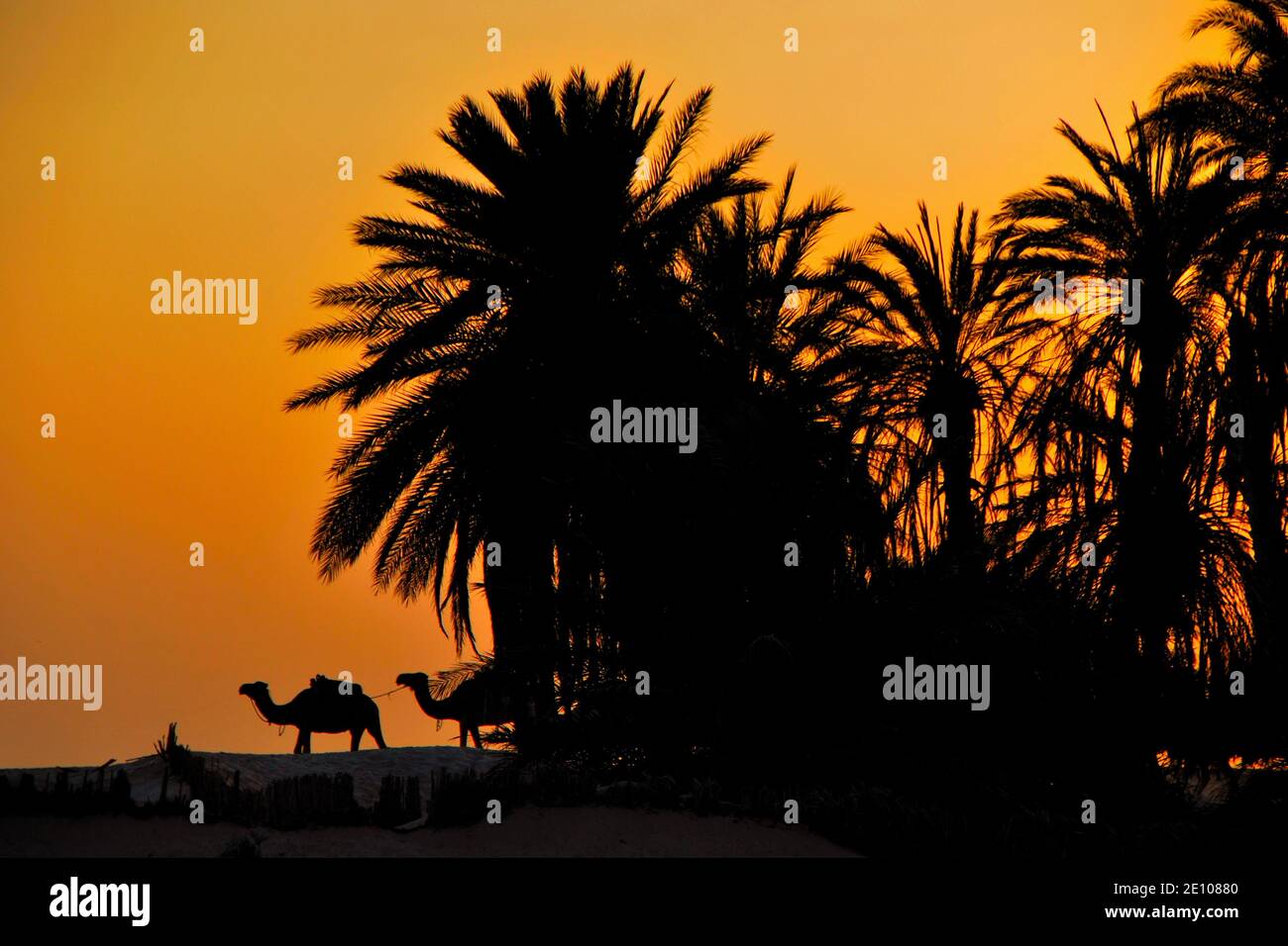 palm trees in the desert at sunset Stock Photo - Alamy