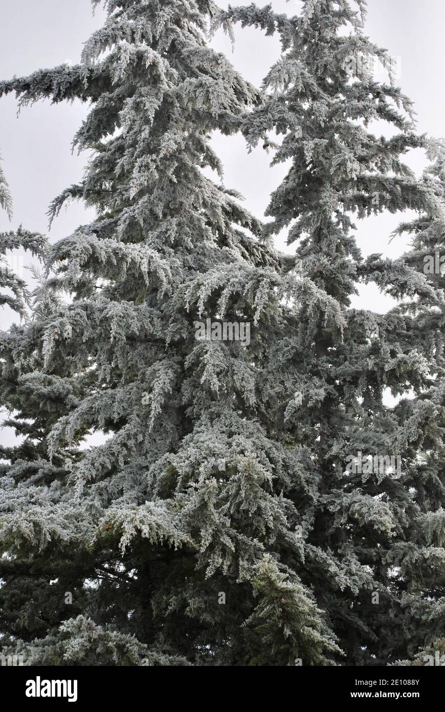 Cedars Trees High Resolution Stock Photography and Images - Alamy