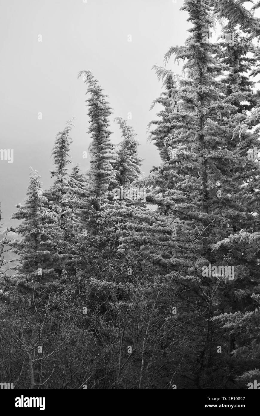 Green fields trees in Black and White Stock Photos & Images - Alamy