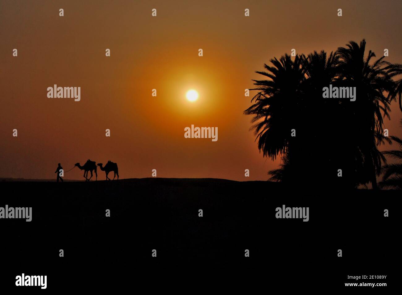 two camels in the desert with palm trees at sunset Stock Photo - Alamy