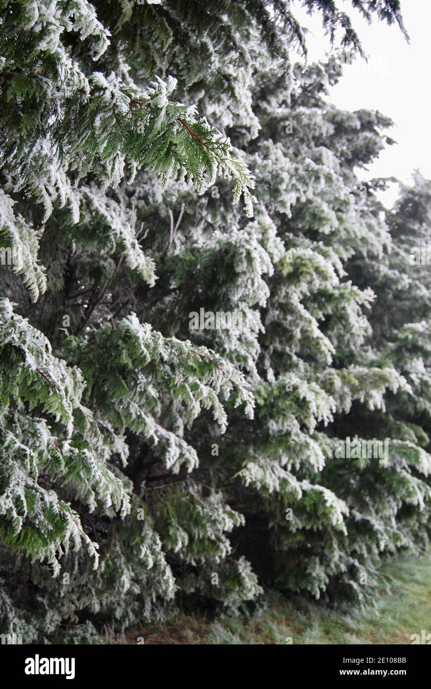 Cedars trees hi-res stock photography and images - Alamy