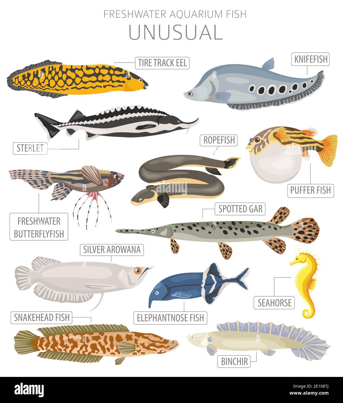 Freshwater Aquarium Fish Chart