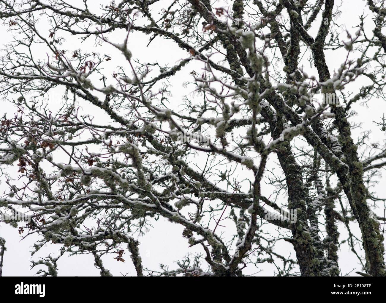 abstract tree branch patterns, snow-covered tree branches, beautiful ...
