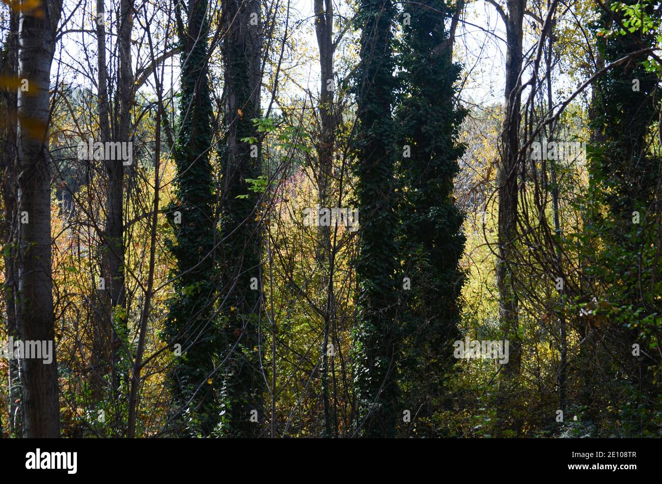 vines entangled in a tree in the forest Stock Photo - Alamy