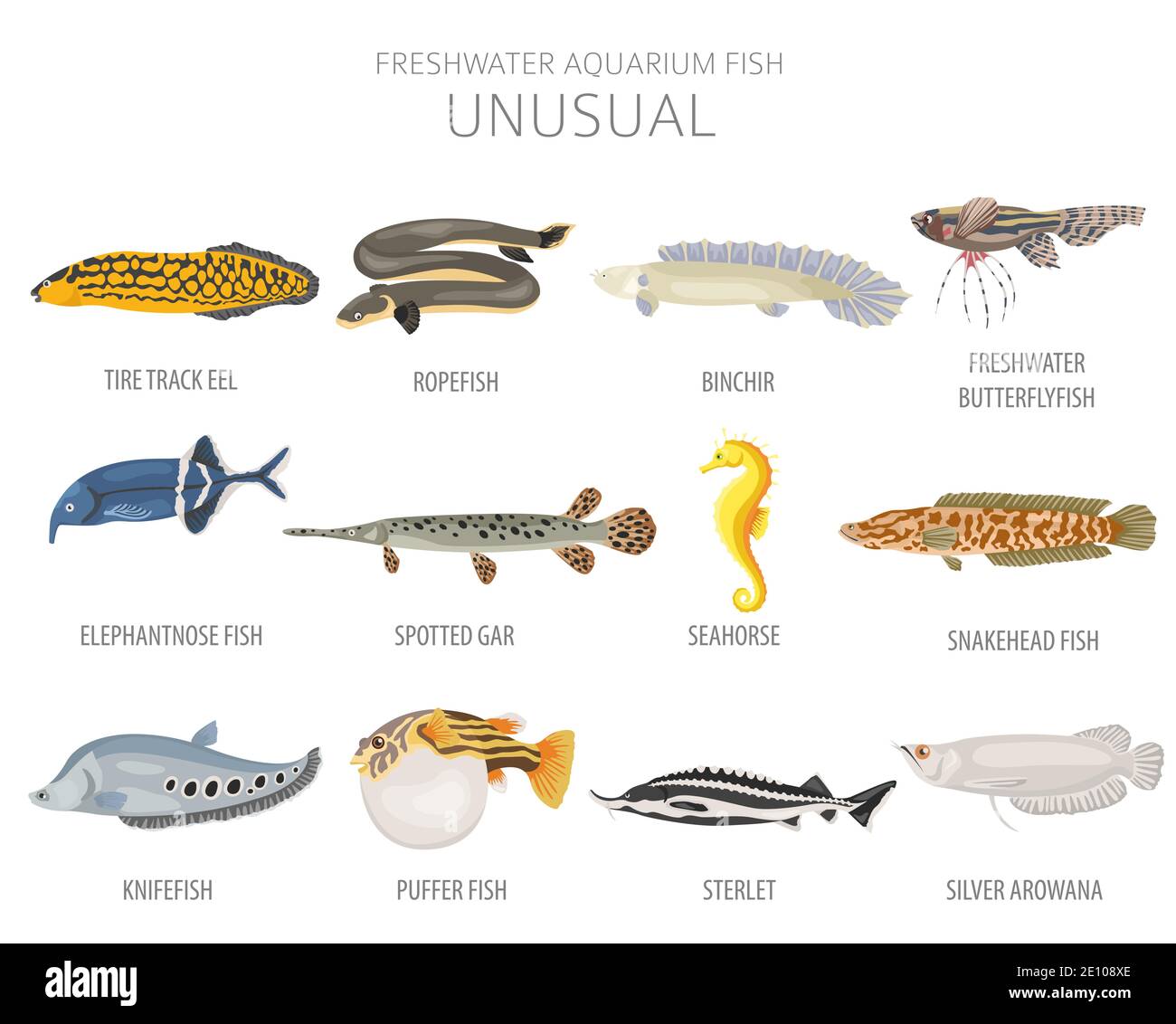 Unusual fish. Freshwater aquarium fish icon set flat style isolated on ...