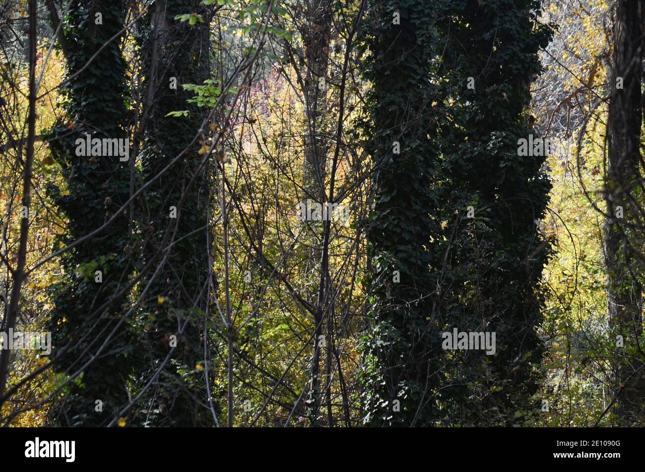 vines entangled in a tree in the forest Stock Photo - Alamy