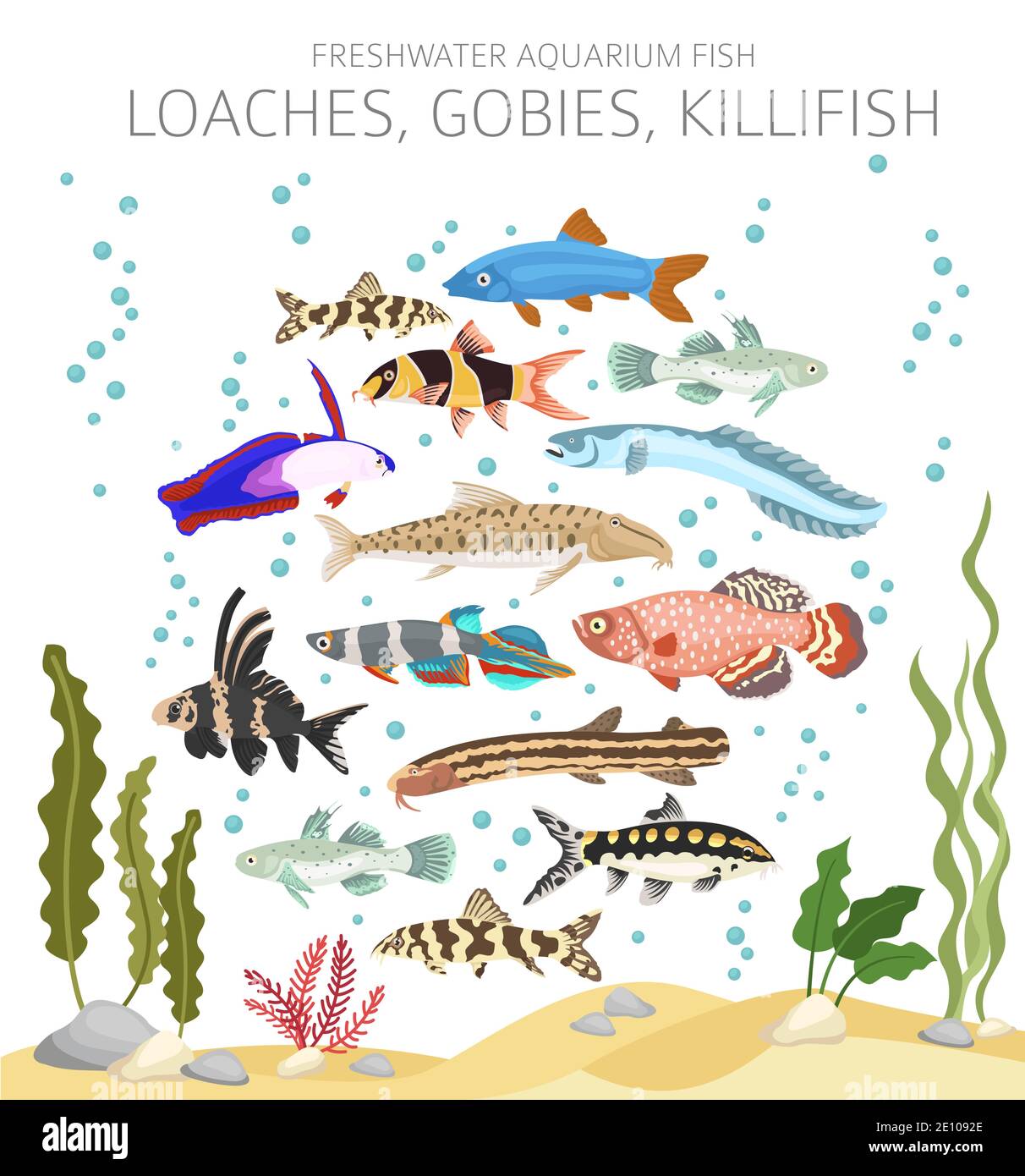 Loaches, gobies, killfish. Freshwater aquarium fish icon set flat style ...