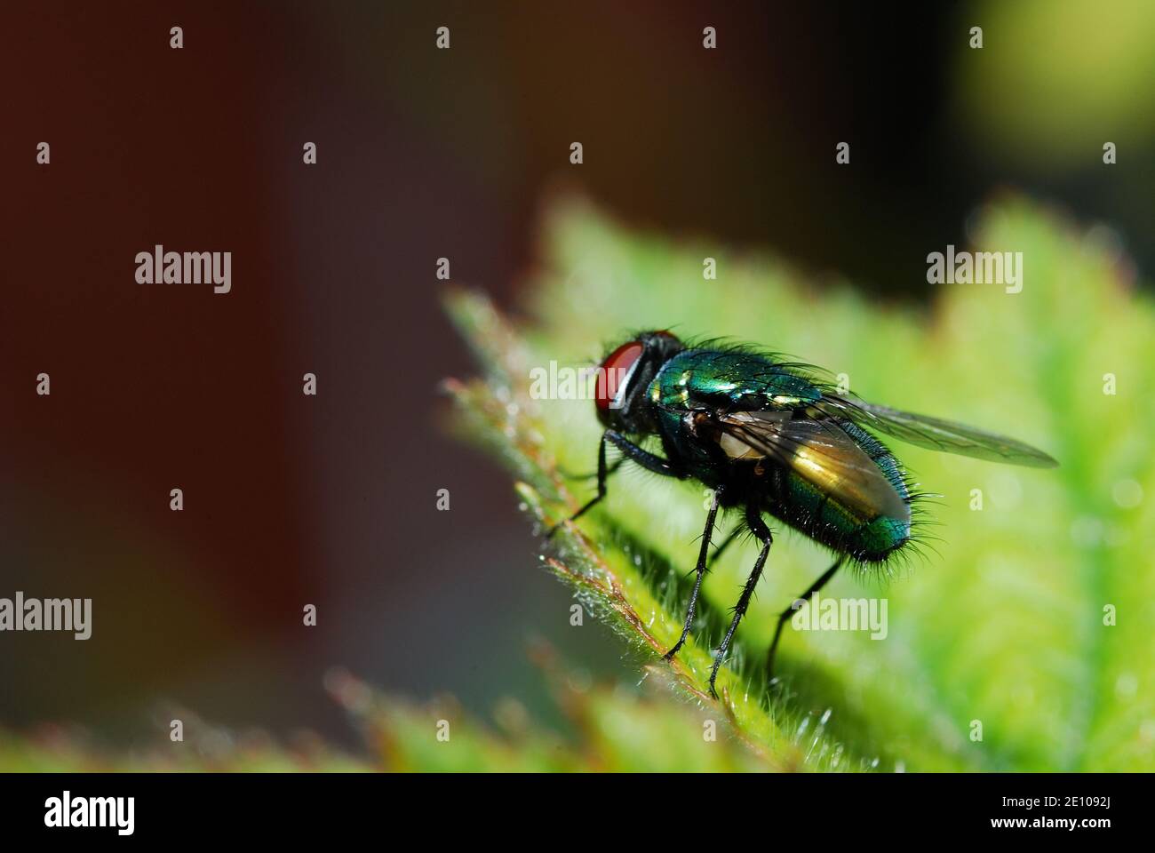 Fly sitting on a leaf hi-res stock photography and images - Alamy