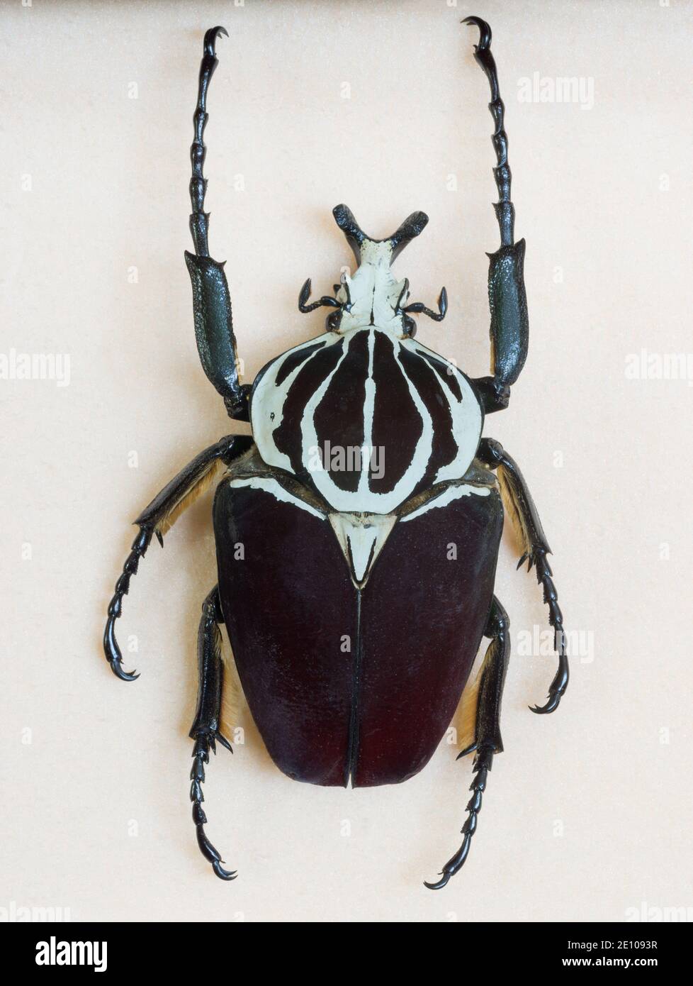 Goliath beetle hi-res stock photography and images - Alamy