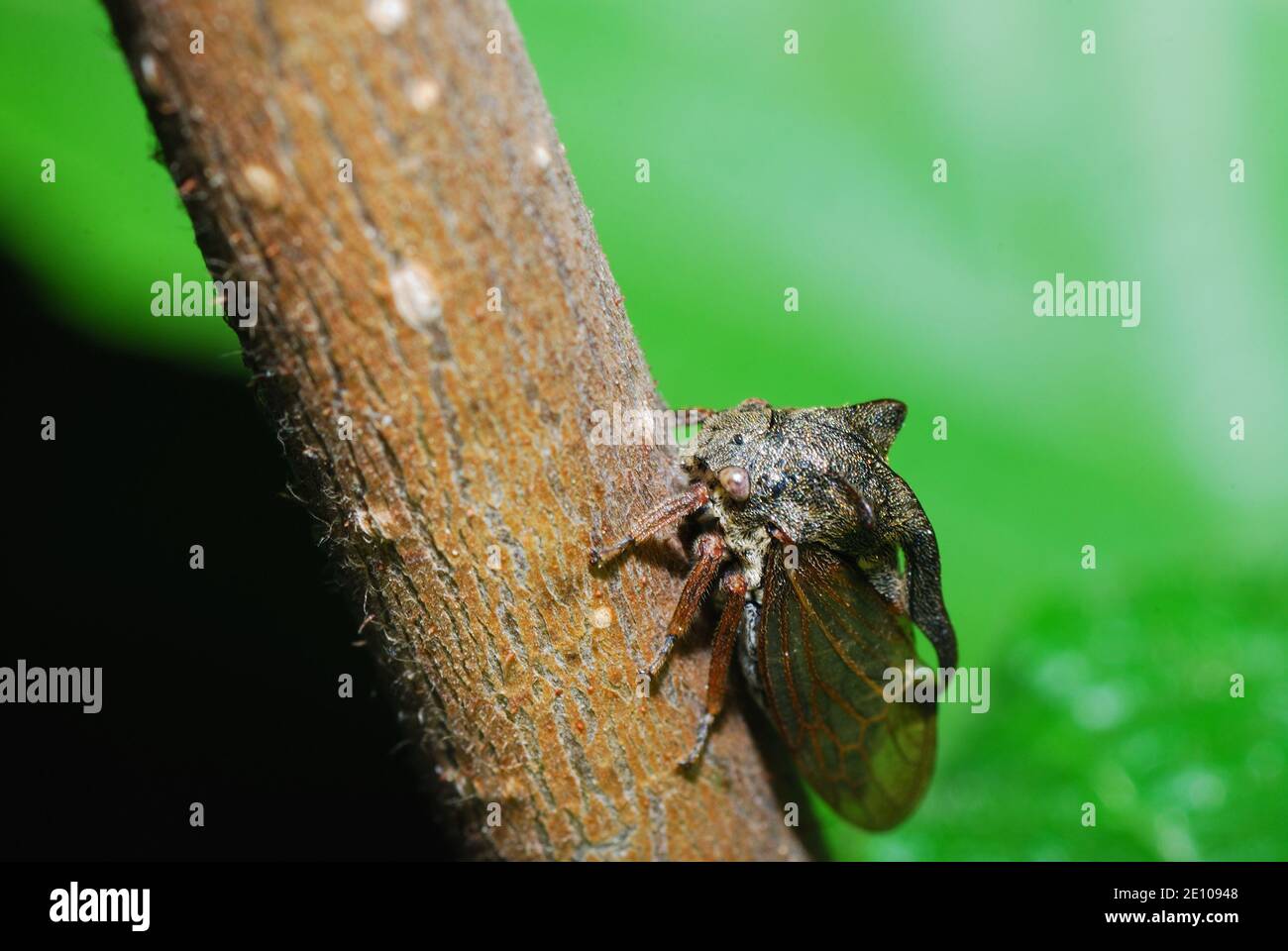 small insect with wings clinging to a tree branch in the forest Stock ...