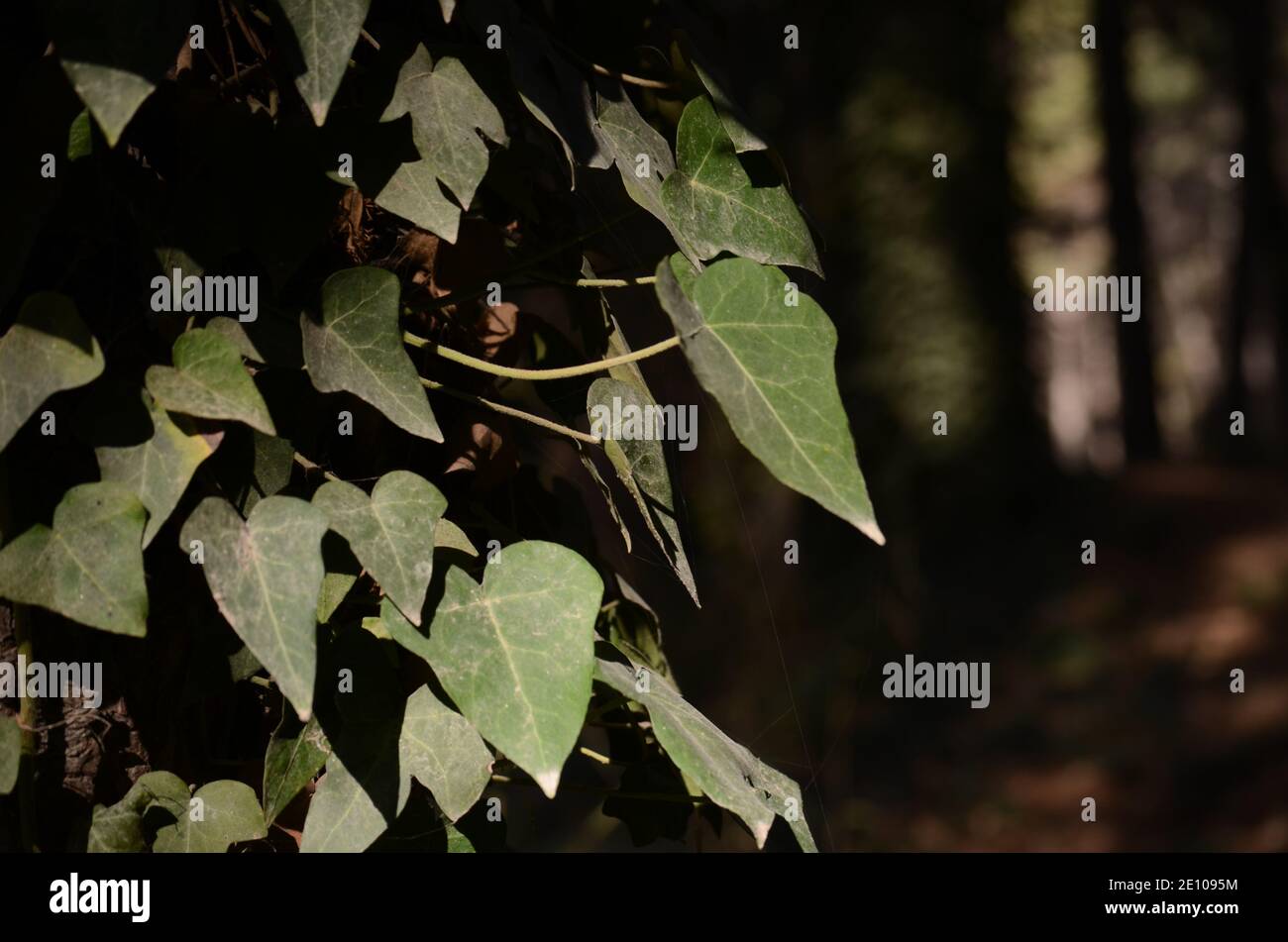 Entangled leaf hi-res stock photography and images - Alamy