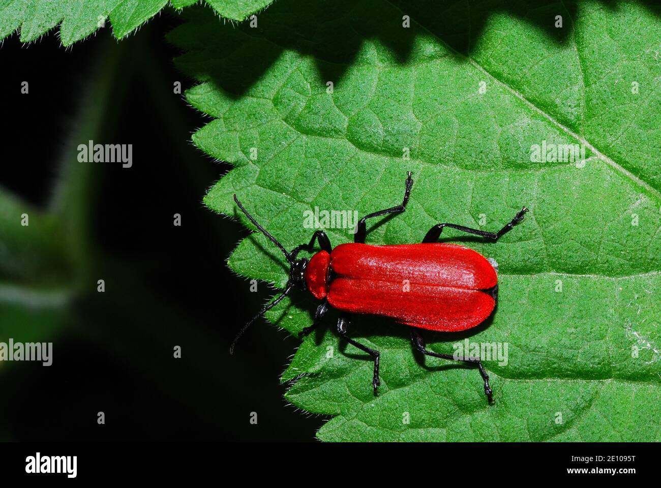 small bright red ladybug sitting on a green leaf in the sun Stock Photo ...
