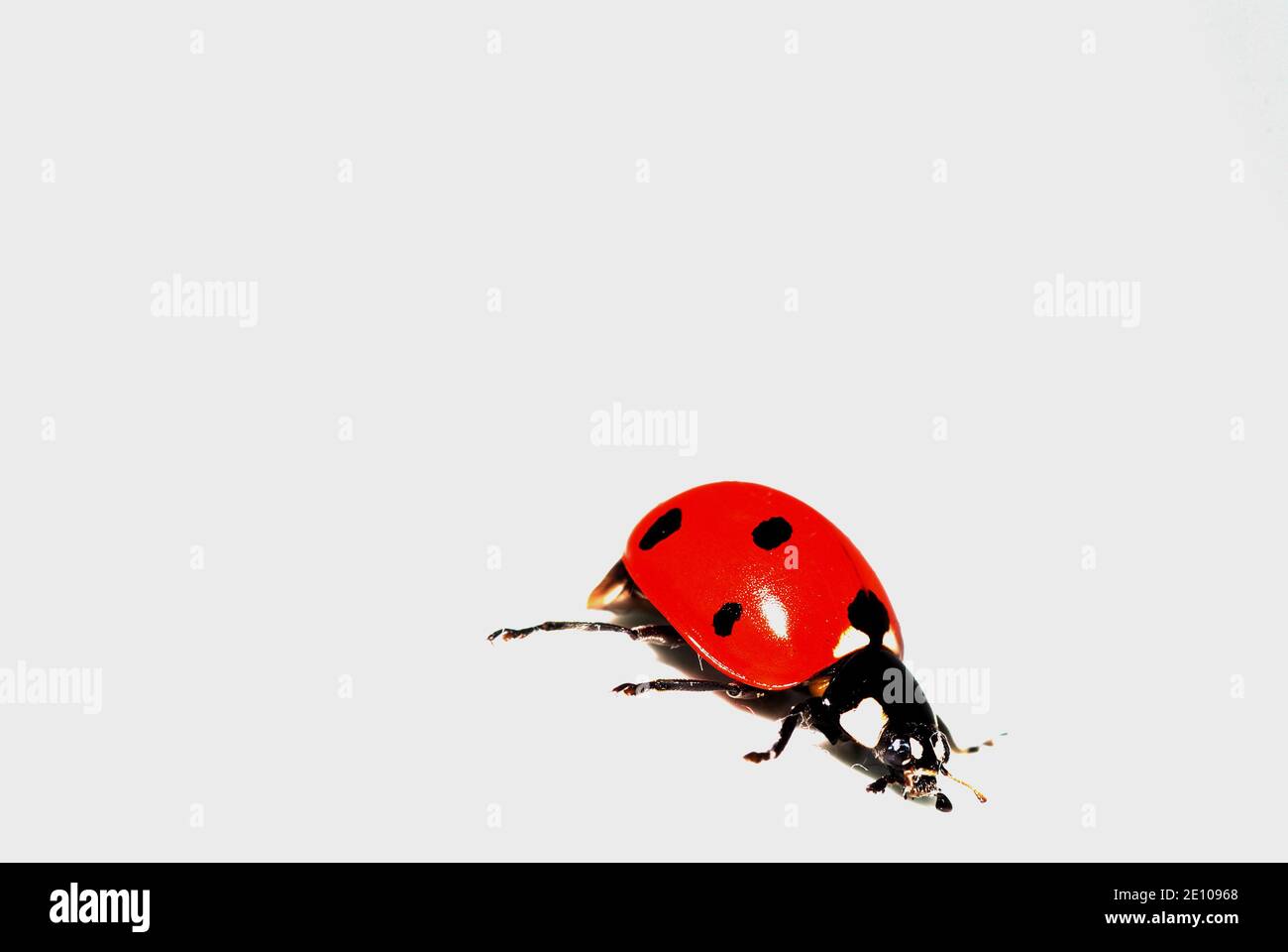 Ladybug on white hi-res stock photography and images - Alamy