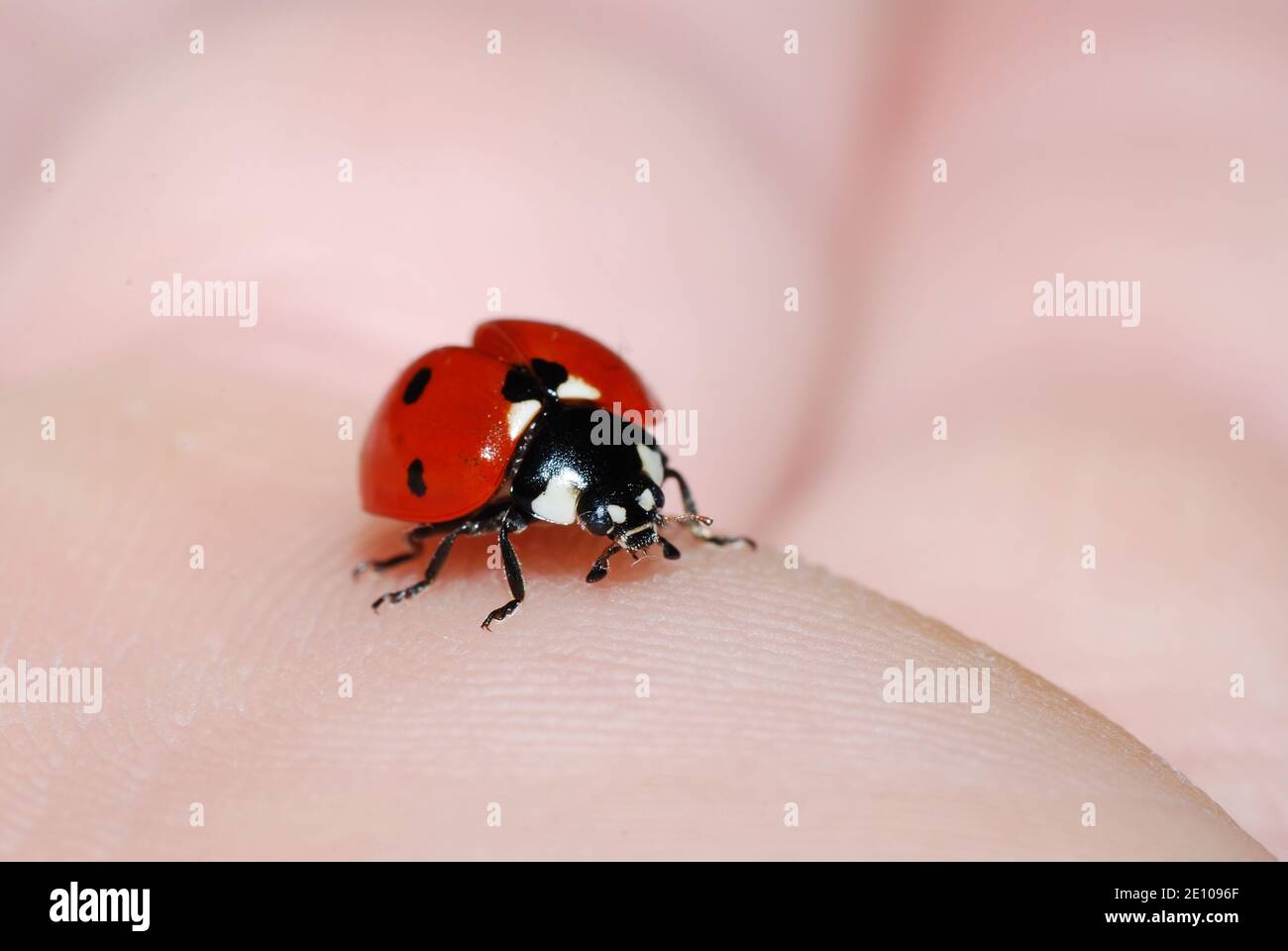 little red ladybug sits on a hand of the skin in summer Stock Photo - Alamy