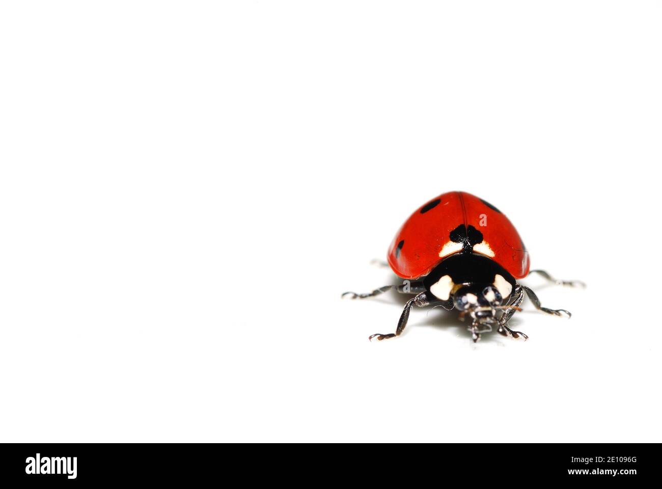 red ladybug on white background front view Stock Photo - Alamy
