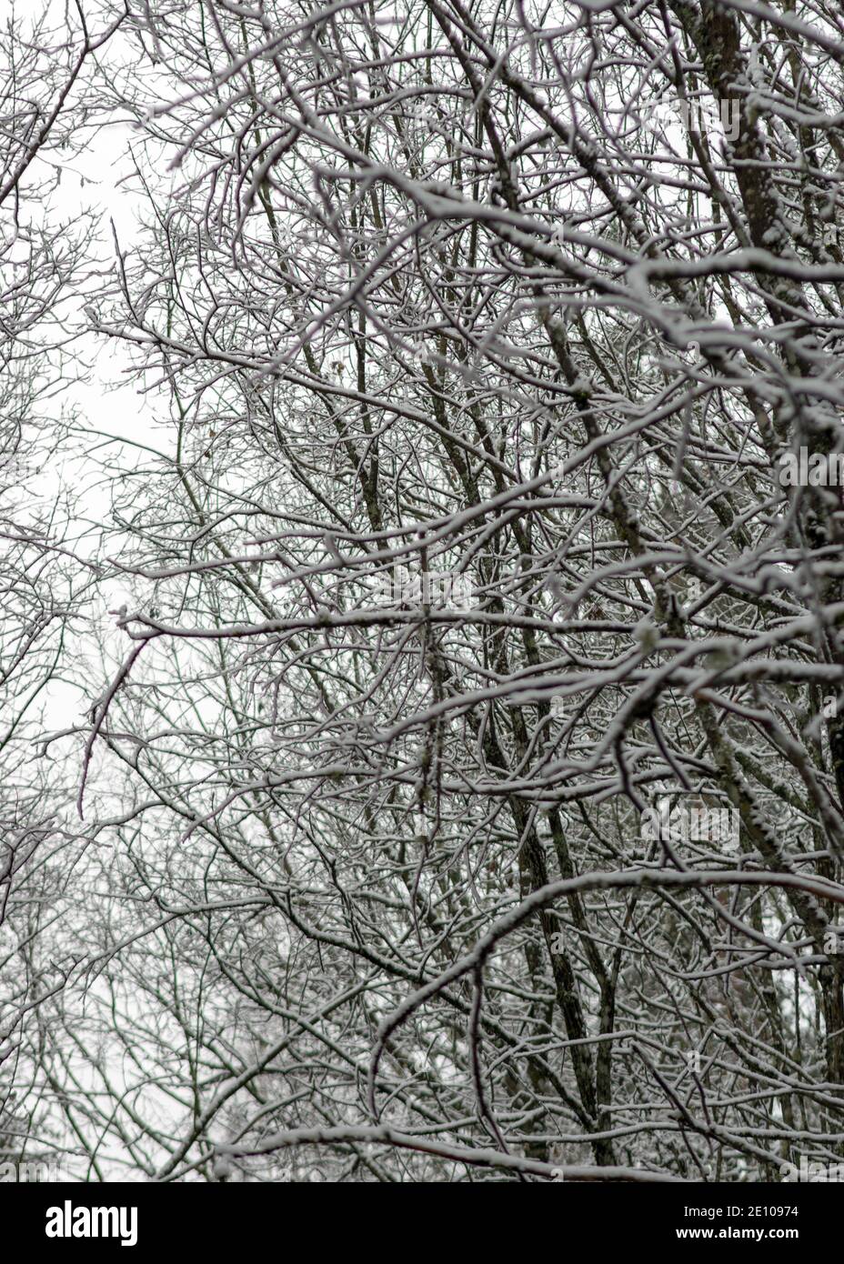 abstract tree branch patterns, snow-covered tree branches, beautiful ...