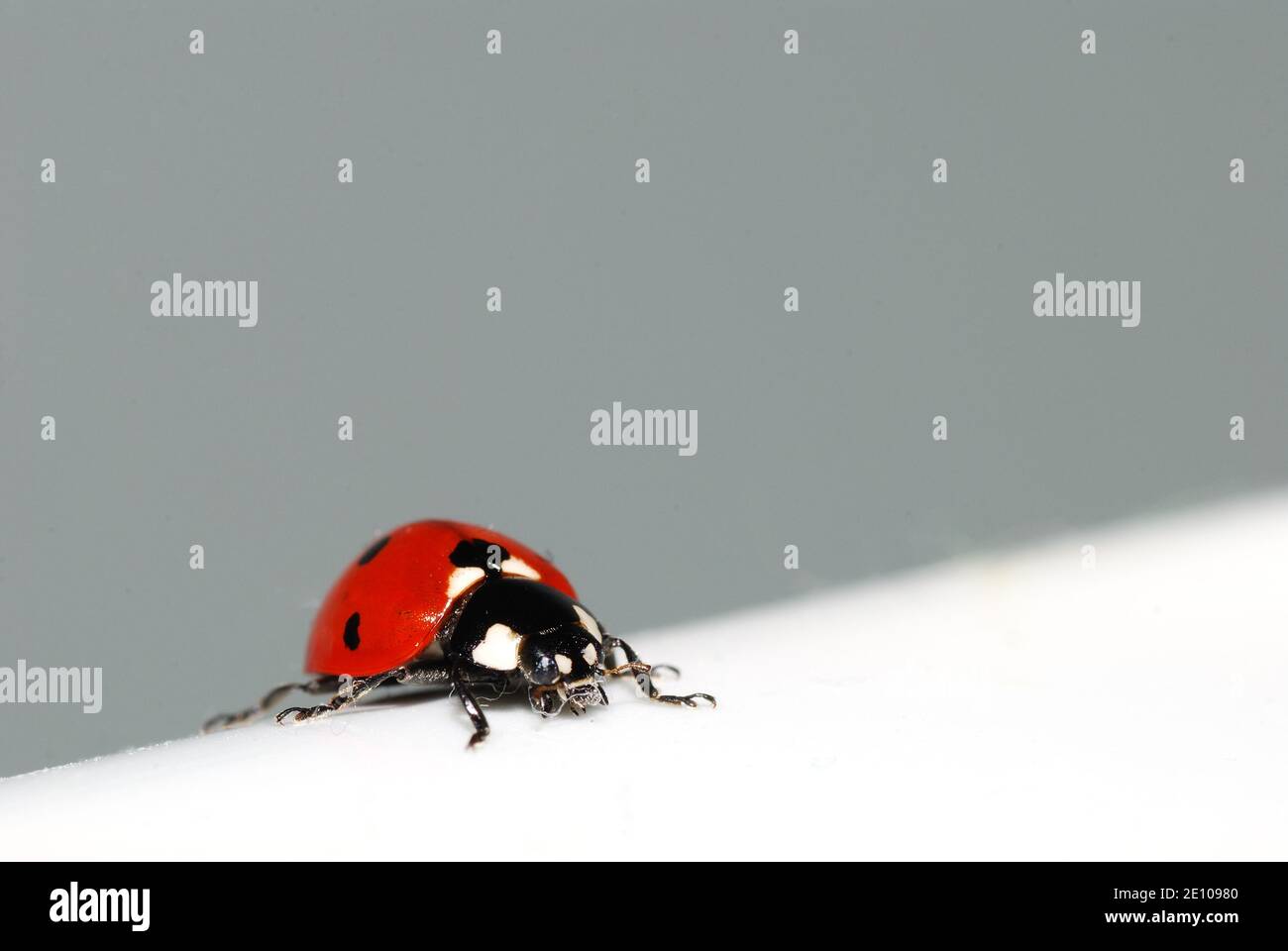 Left beetle hi-res stock photography and images - Alamy
