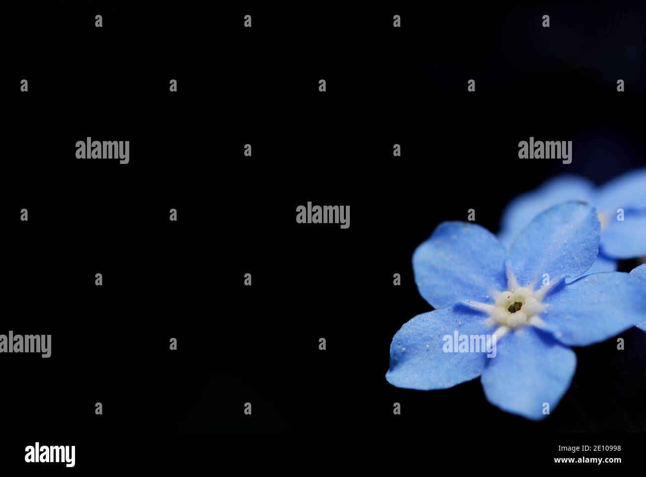 fresh blue forget me not on black background Stock Photo - Alamy