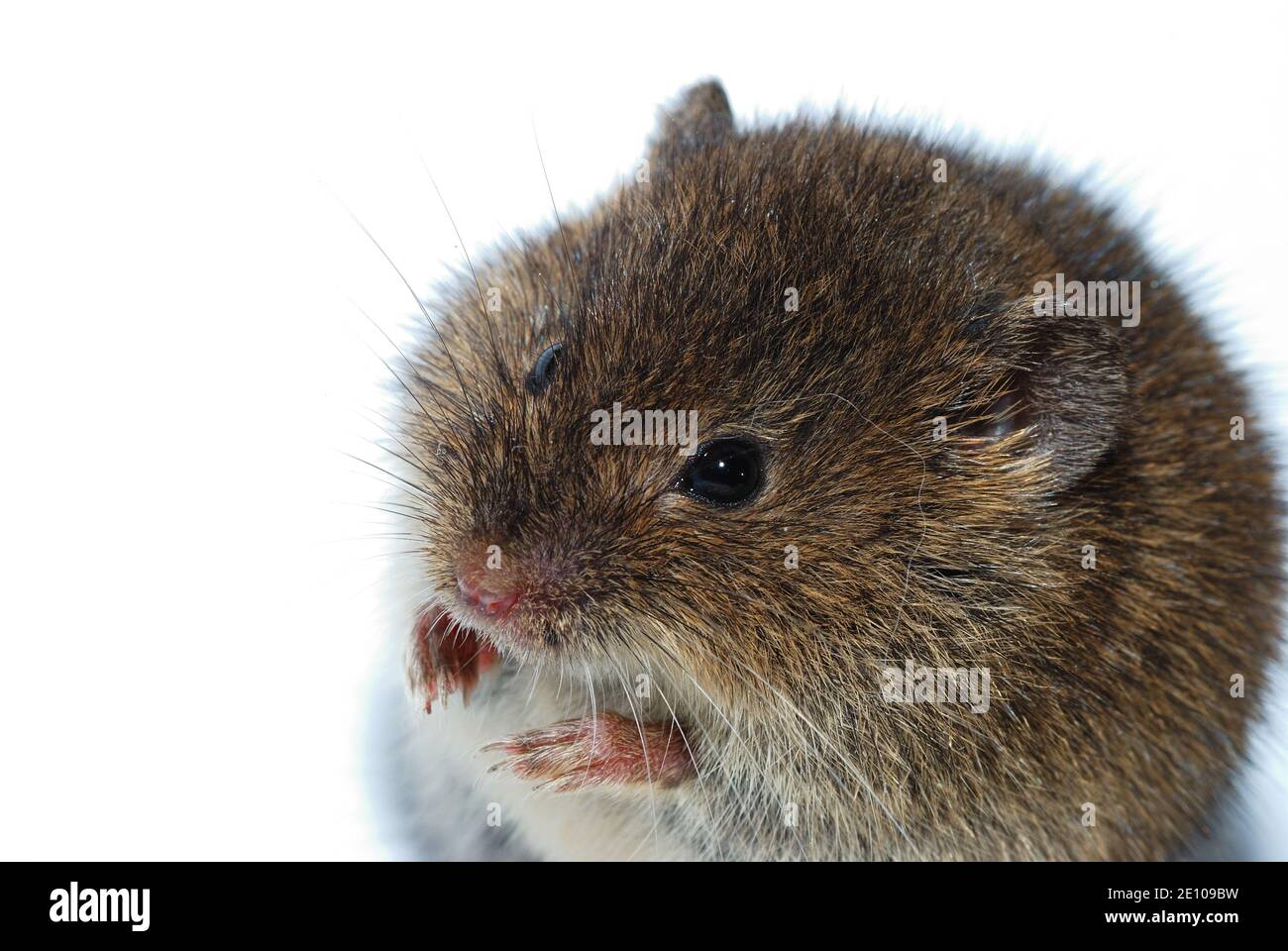 young little brown mouse large view Stock Photo - Alamy