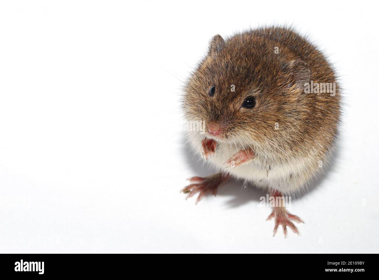 young little brown mouse on white background Stock Photo - Alamy