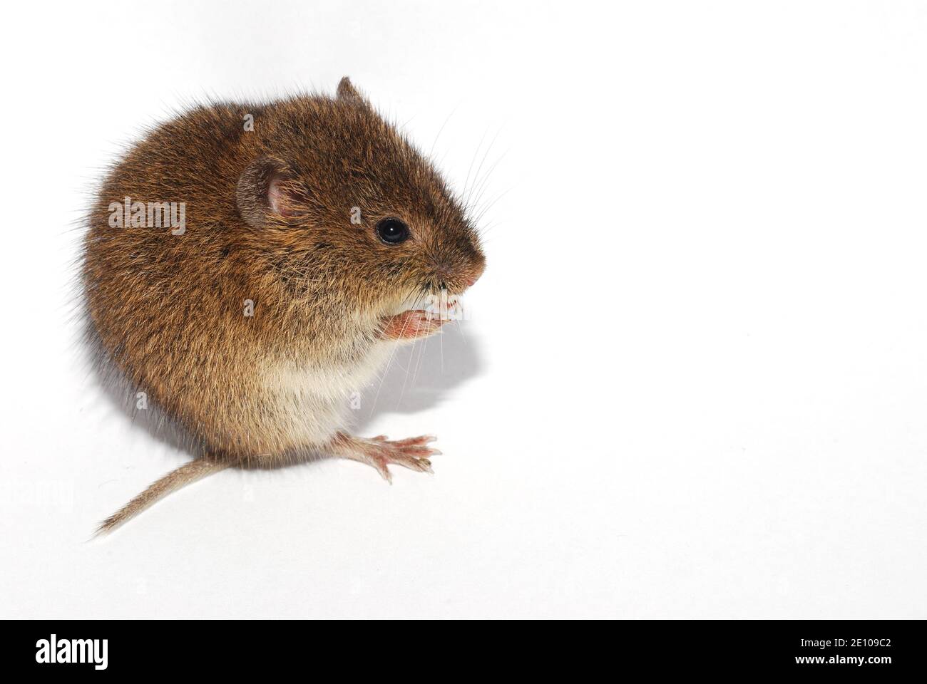 young little brown mouse on white background left Stock Photo - Alamy