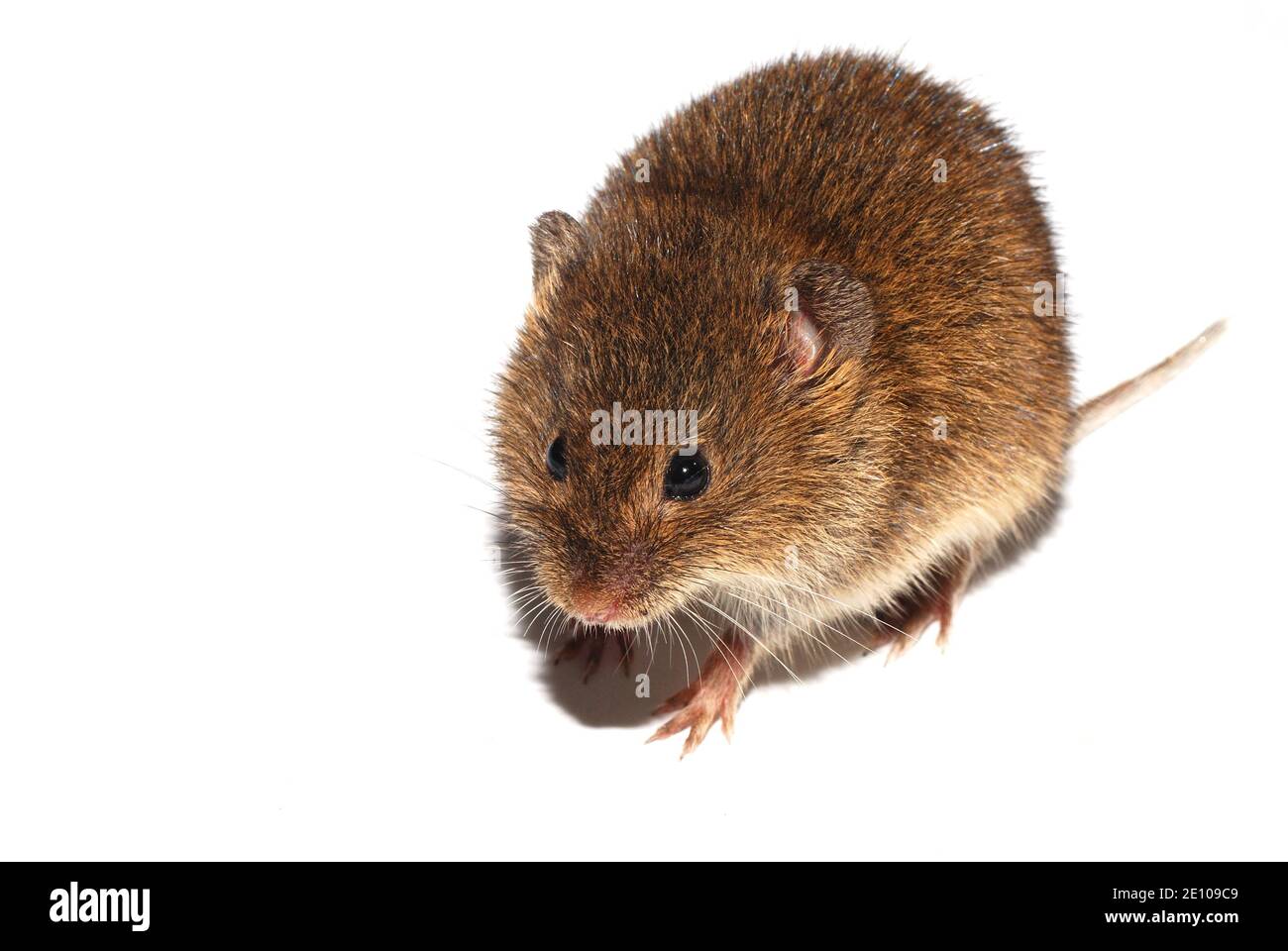 young little brown mouse walking on white background Stock Photo - Alamy