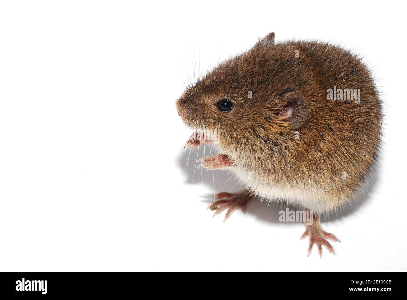 young little brown mouse sitting right and looks Stock Photo - Alamy