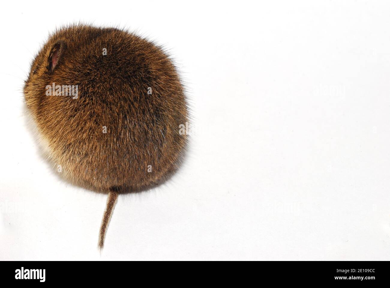 young little brown mouse on white background from behind Stock Photo ...