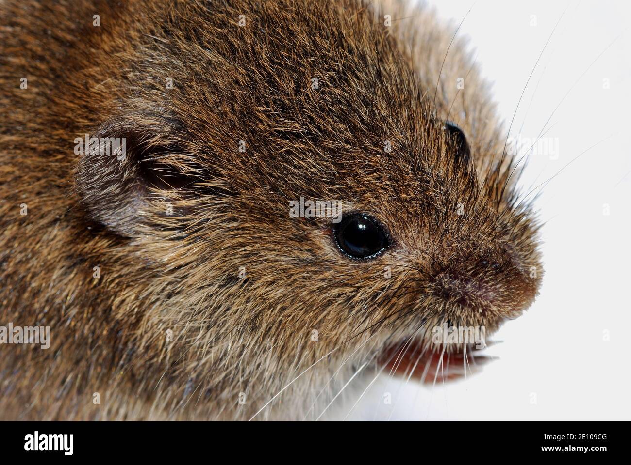 young little brown mouse large view Stock Photo - Alamy