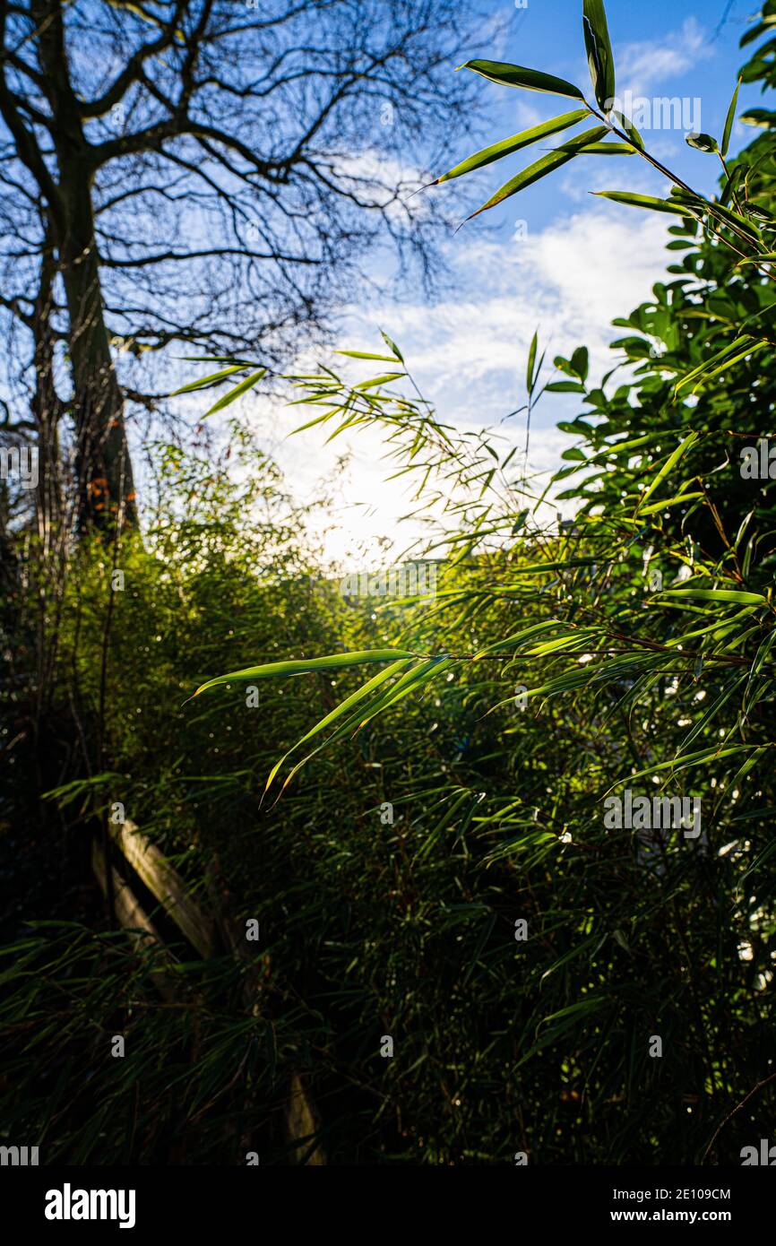 Dutch nature (Utrecht, summer 2020 Stock Photo - Alamy