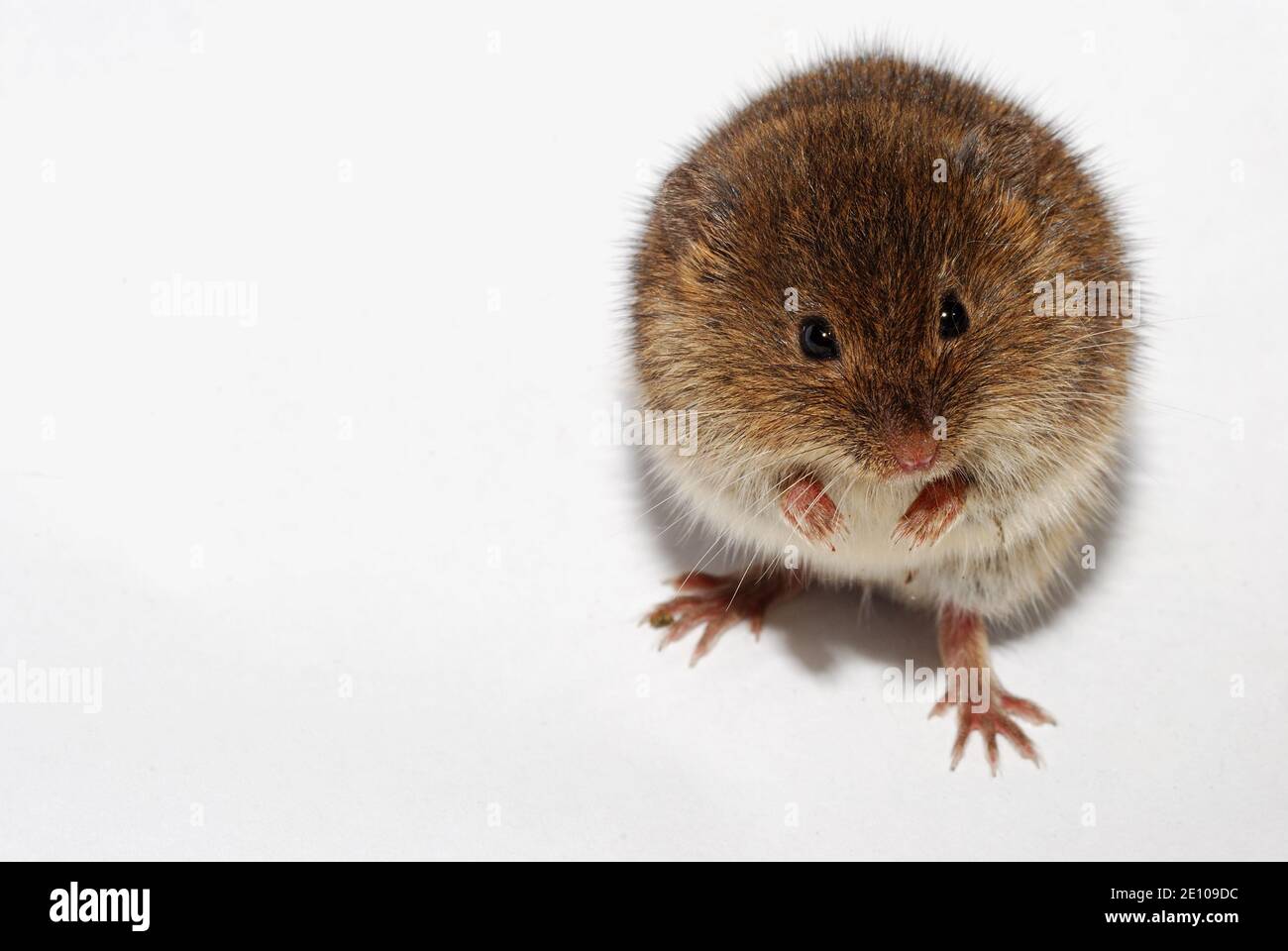 young little brown mouse on white background standing on hind legs ...