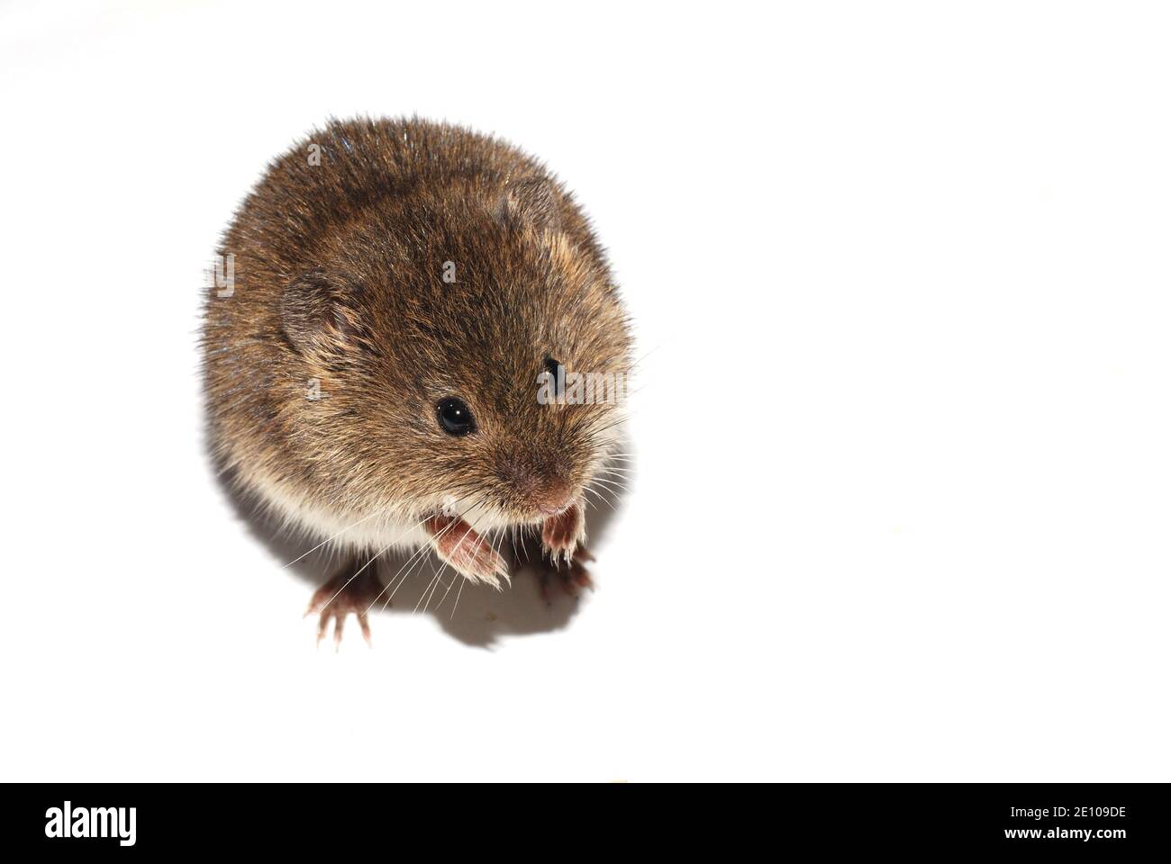 young little brown mouse on white background left Stock Photo - Alamy
