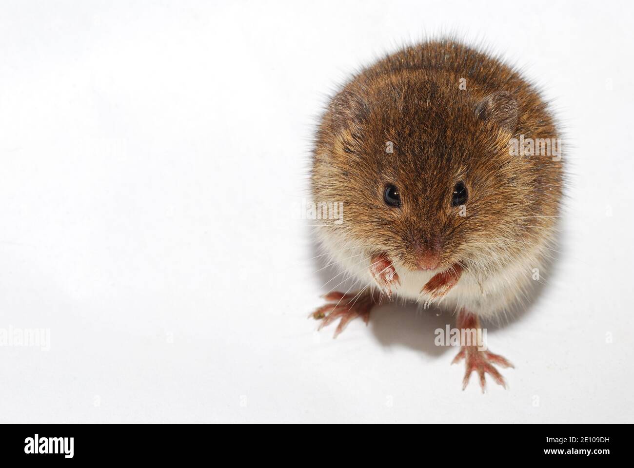 young little brown mouse on white background right Stock Photo - Alamy
