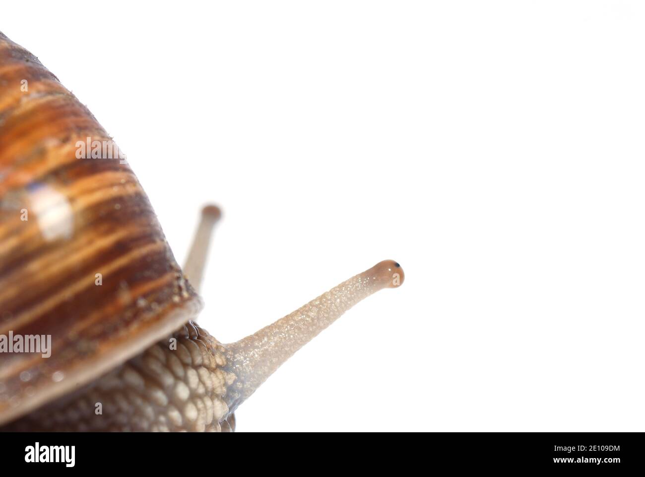 garden snail big eye closeup on white background Stock Photo - Alamy