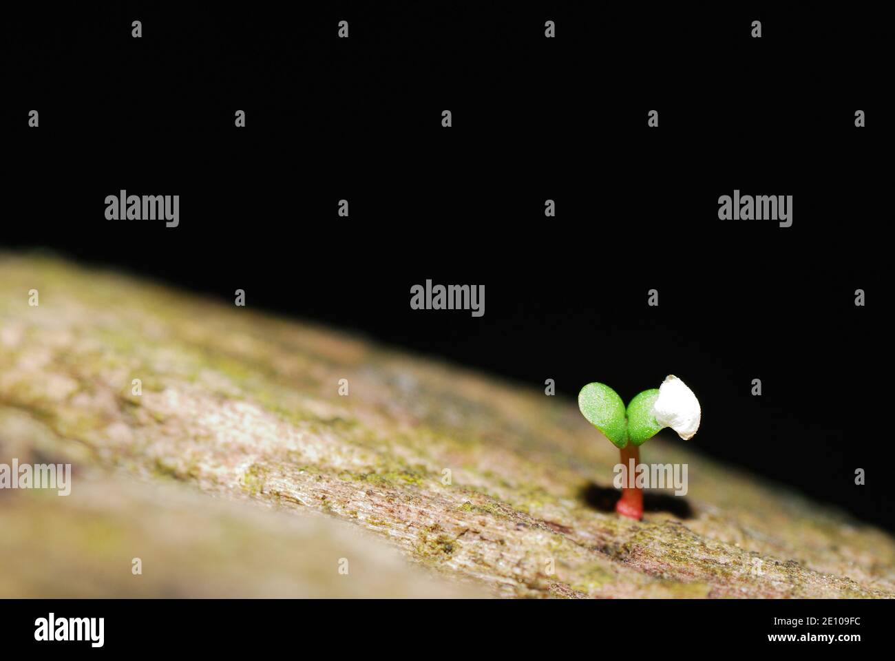small mini plant on an old tree with black background Stock Photo - Alamy