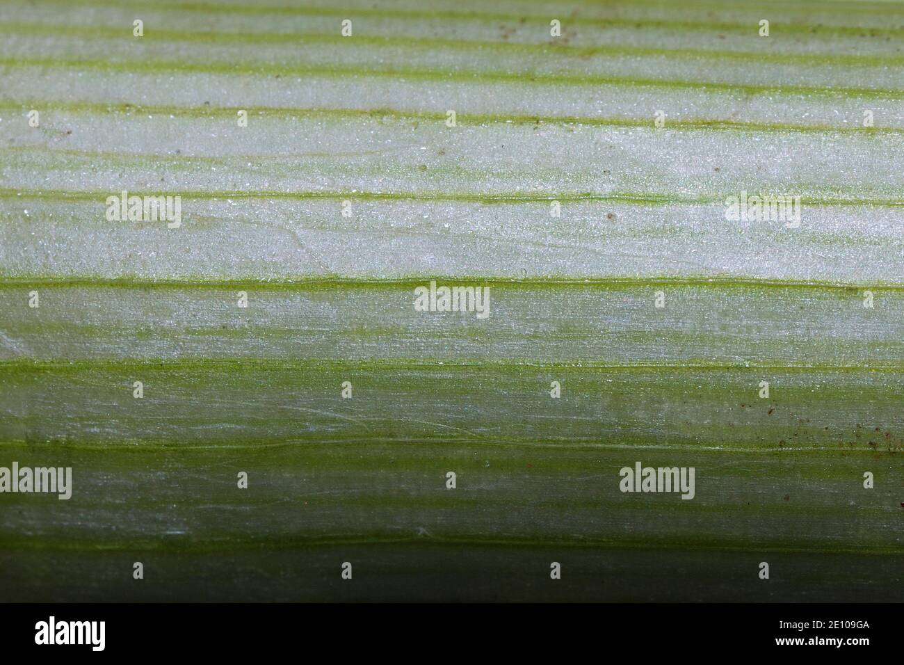 Young onion tree hi-res stock photography and images - Alamy