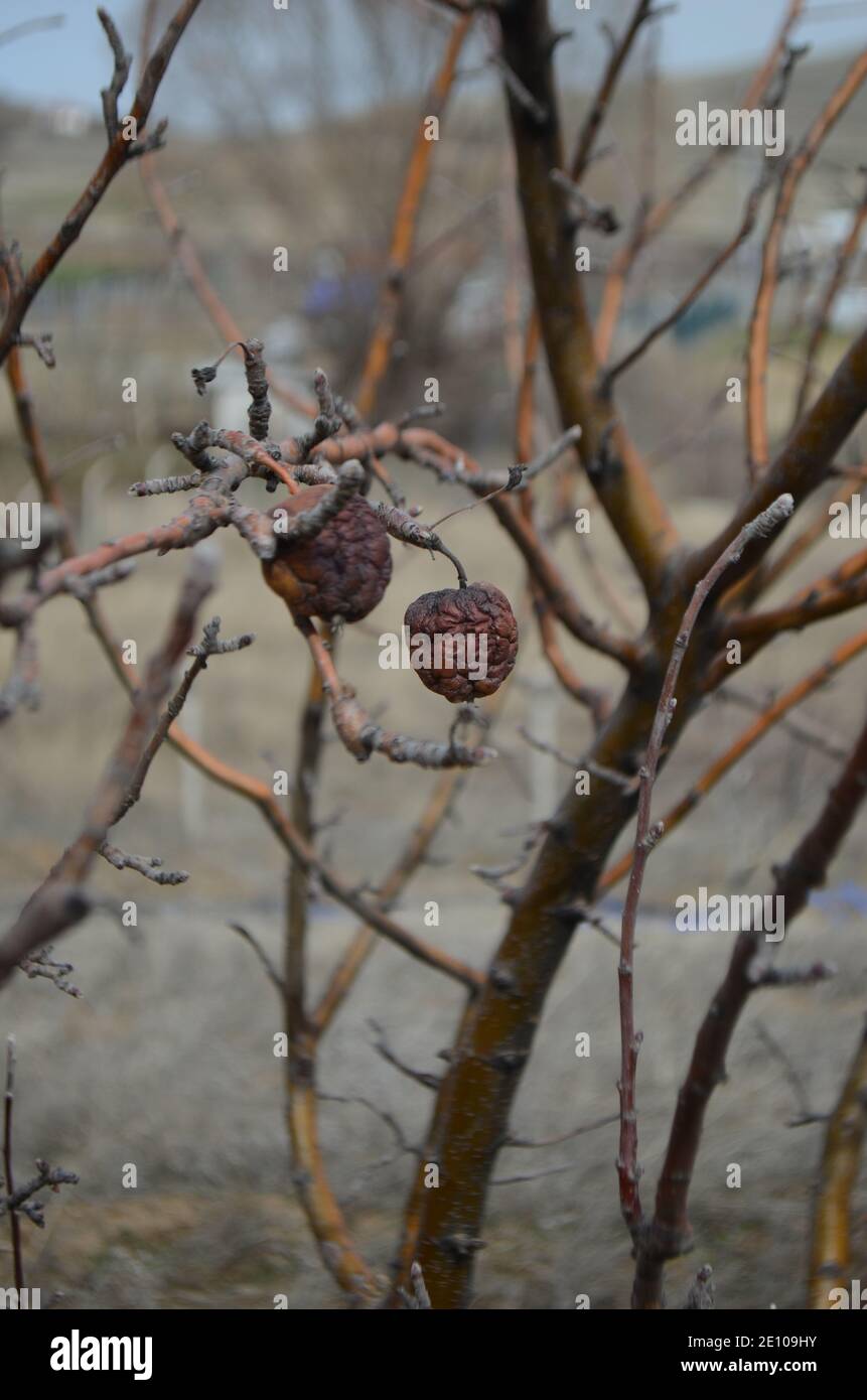 Dried damaged leaf hi-res stock photography and images - Alamy