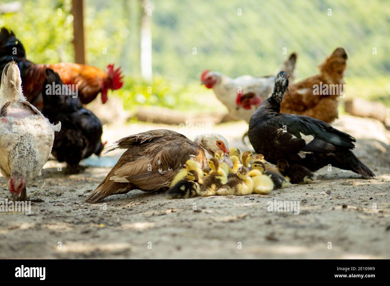 Mother duck with her ducklings. There are many ducklings following the ...