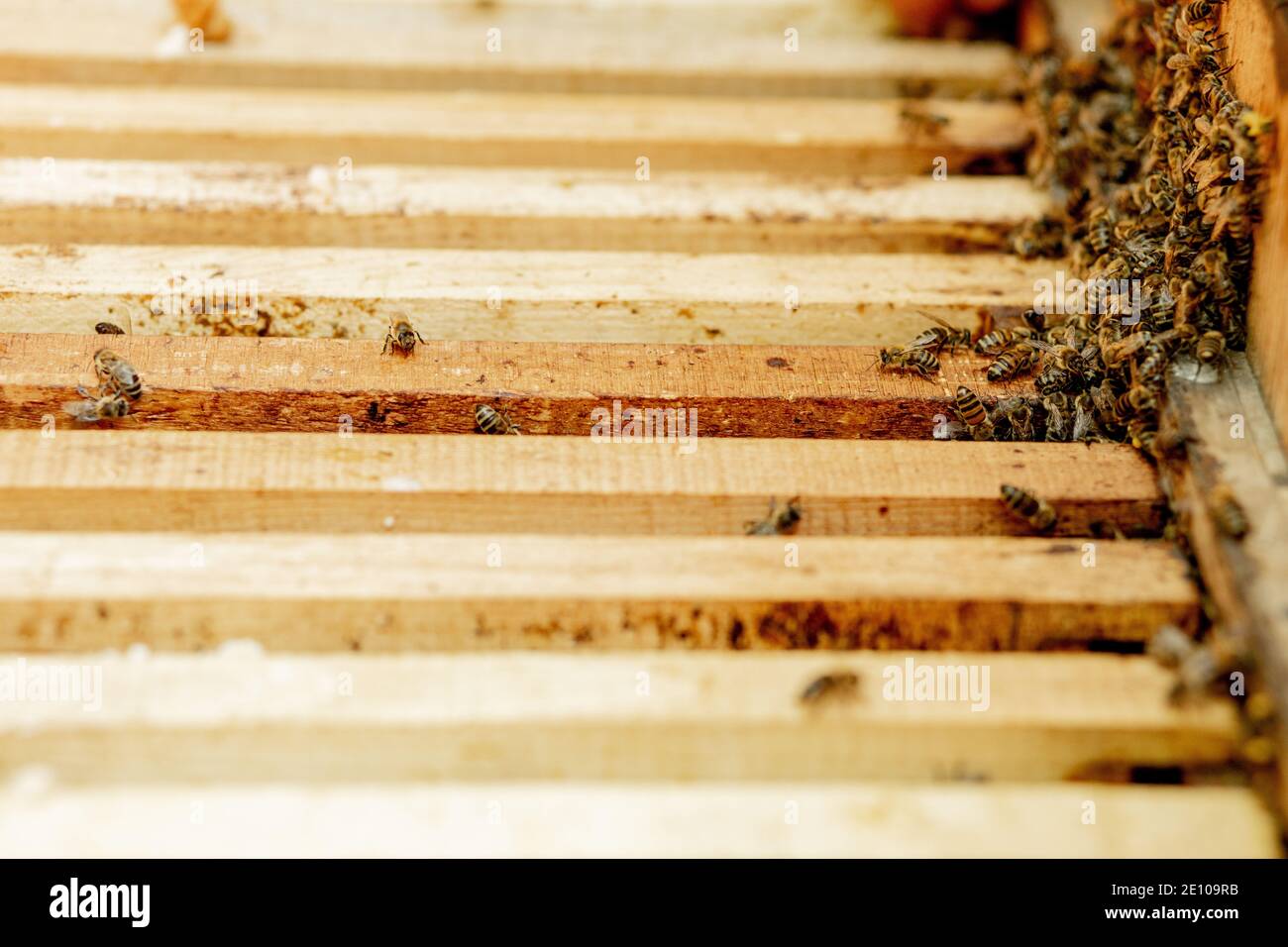 The beekeeper looks after honeycombs. Apiarist shows an empty honeycomb ...