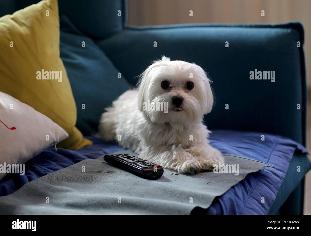 White maltese puppy dog at home with its young boy owner Stock Photo ...