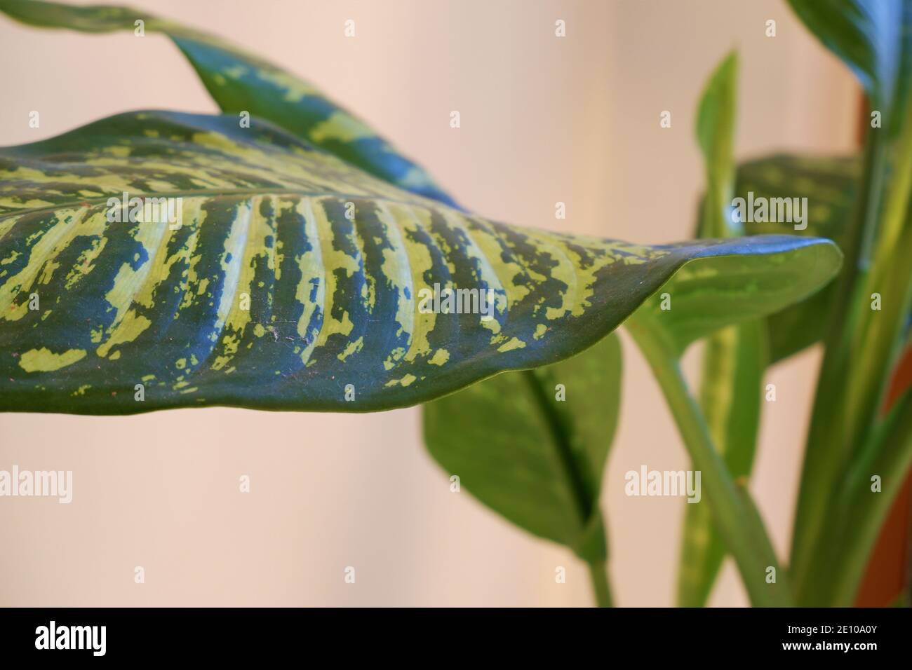 Mace flower diffenbachia houseplant leaves close up in a staircase ...